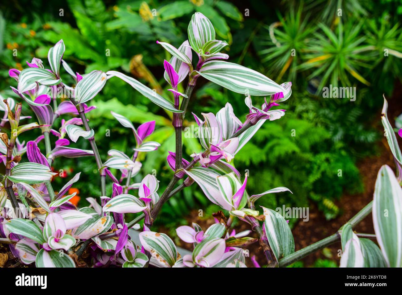 Tradescantia nanouk hi-res stock photography and images - Alamy