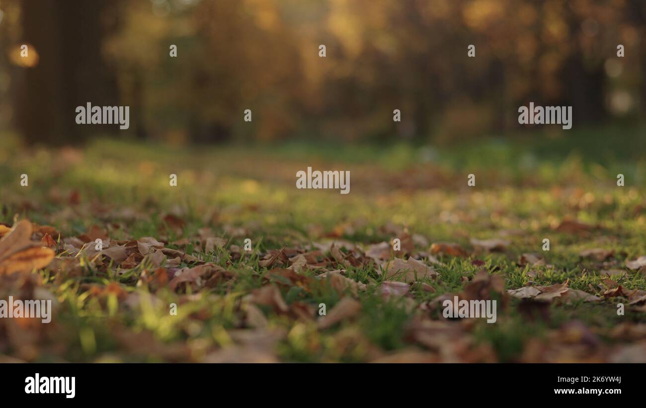park path with fallen leaves on a ground, wide photo Stock Photo - Alamy