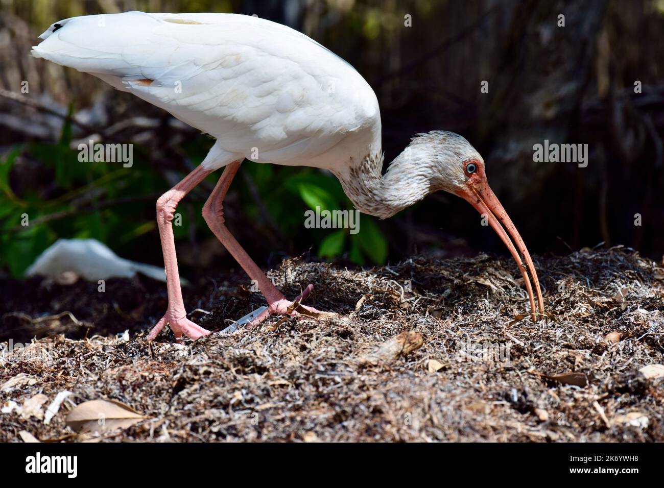 An American white ibis (Eudocimus albus) looking for food on Ambergris ...