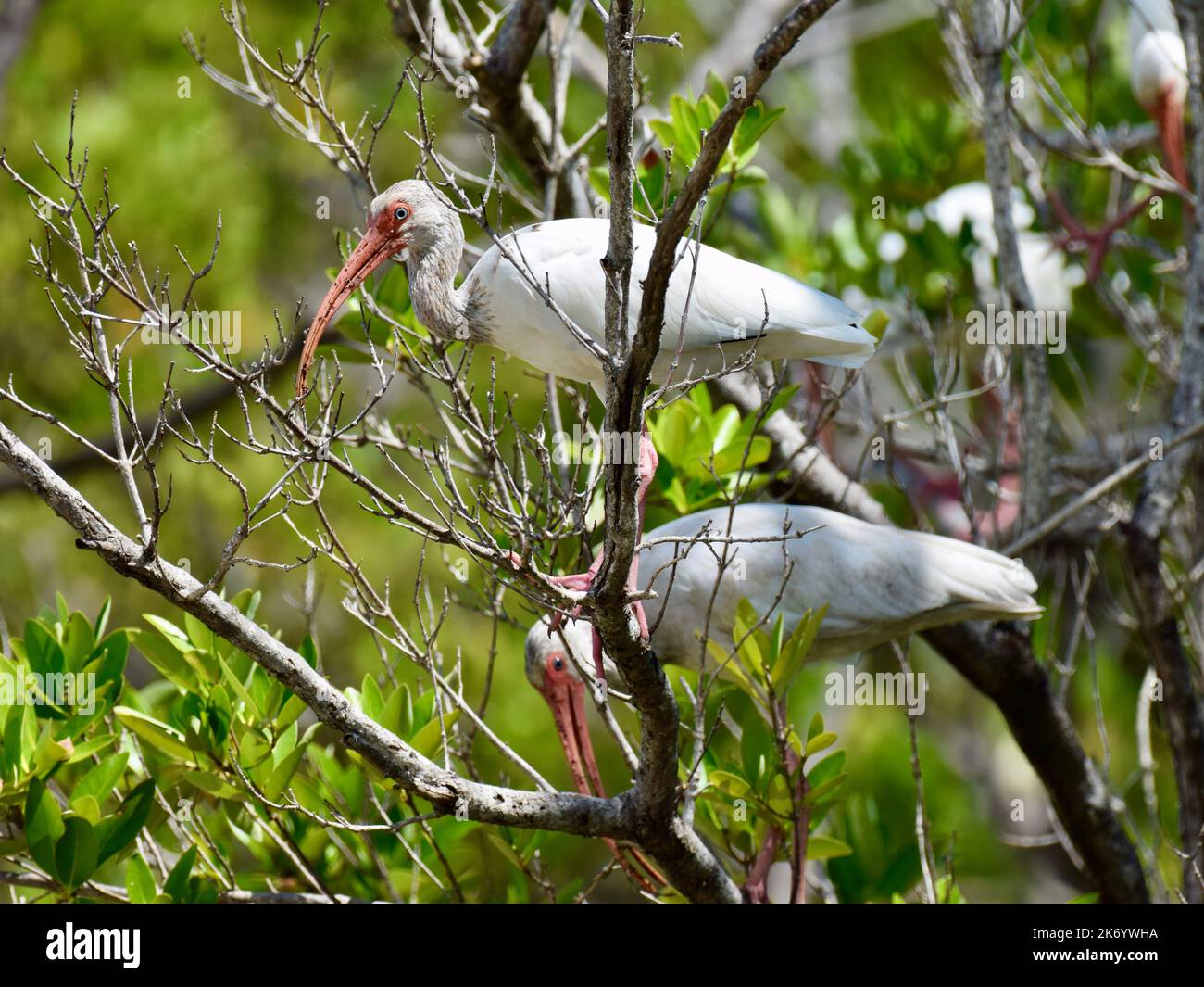 Two American white ibis (Eudocimus albus) perched in a tree on ...