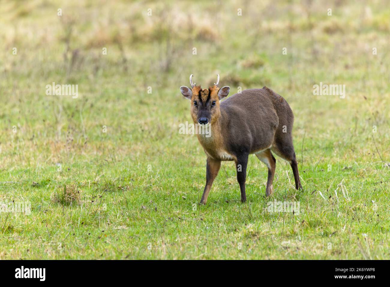 Muntjac Deer Muntiacus reevesi standing in field in Cambridgeshire UK ...