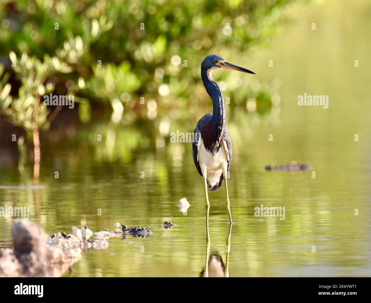 A full body shot of a Tricolored Heron (Egretta tricolor) in shallow ...