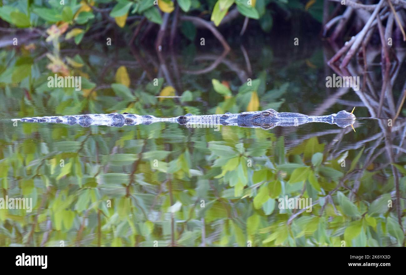Morelet's crocodile (Crocodylus moreletii), aka Belize crocodile ...