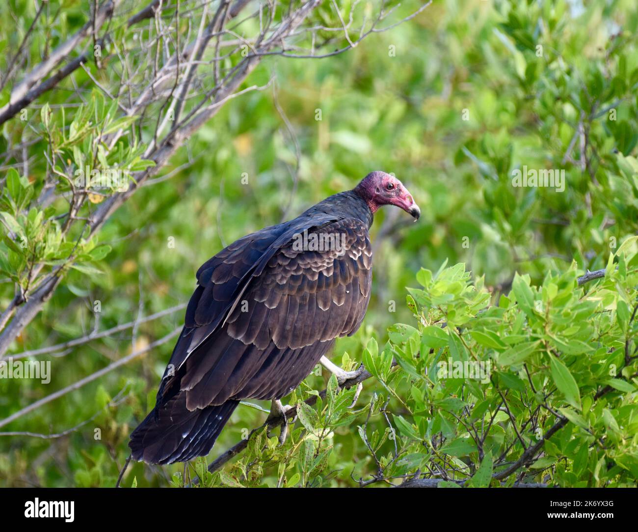 A lone Turkey Vulture (Cathartes aura) perched in a tree on Ambergris ...