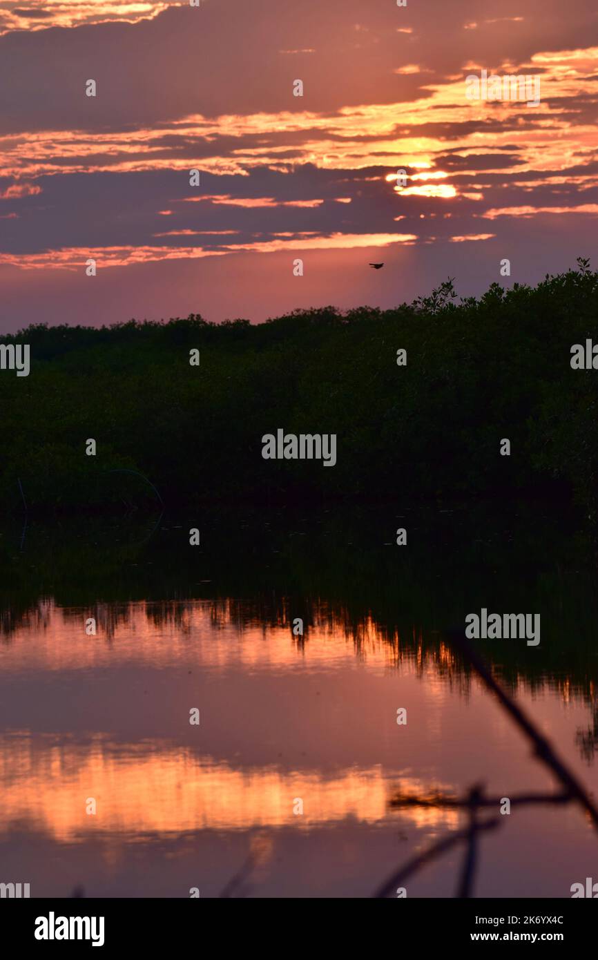 Sunset over the mangrove with the orange and yellow colors reflected in ...