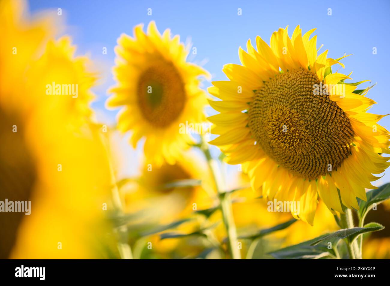 Close up sunflower in the field with blue sky Stock Photo - Alamy