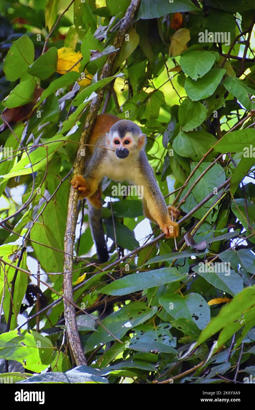 Spider Monkey, Ateles Geoffroi, mother and baby endangered, in tropical ...