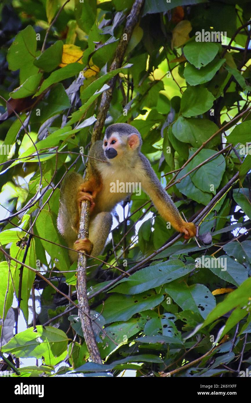 Spider Monkey, Ateles Geoffroi, mother and baby endangered, in tropical ...
