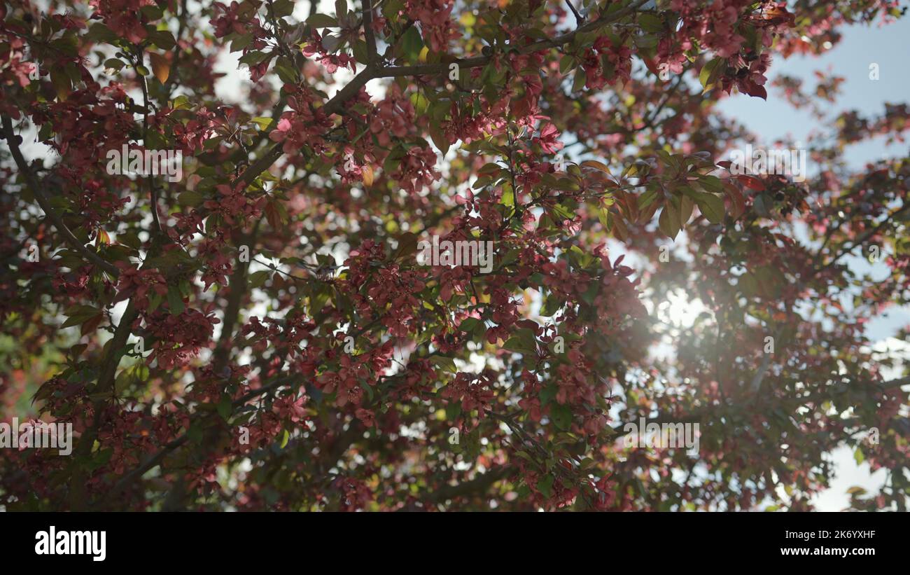Slow motion gimbal shot of red apple tree blossom in late sprink or ...