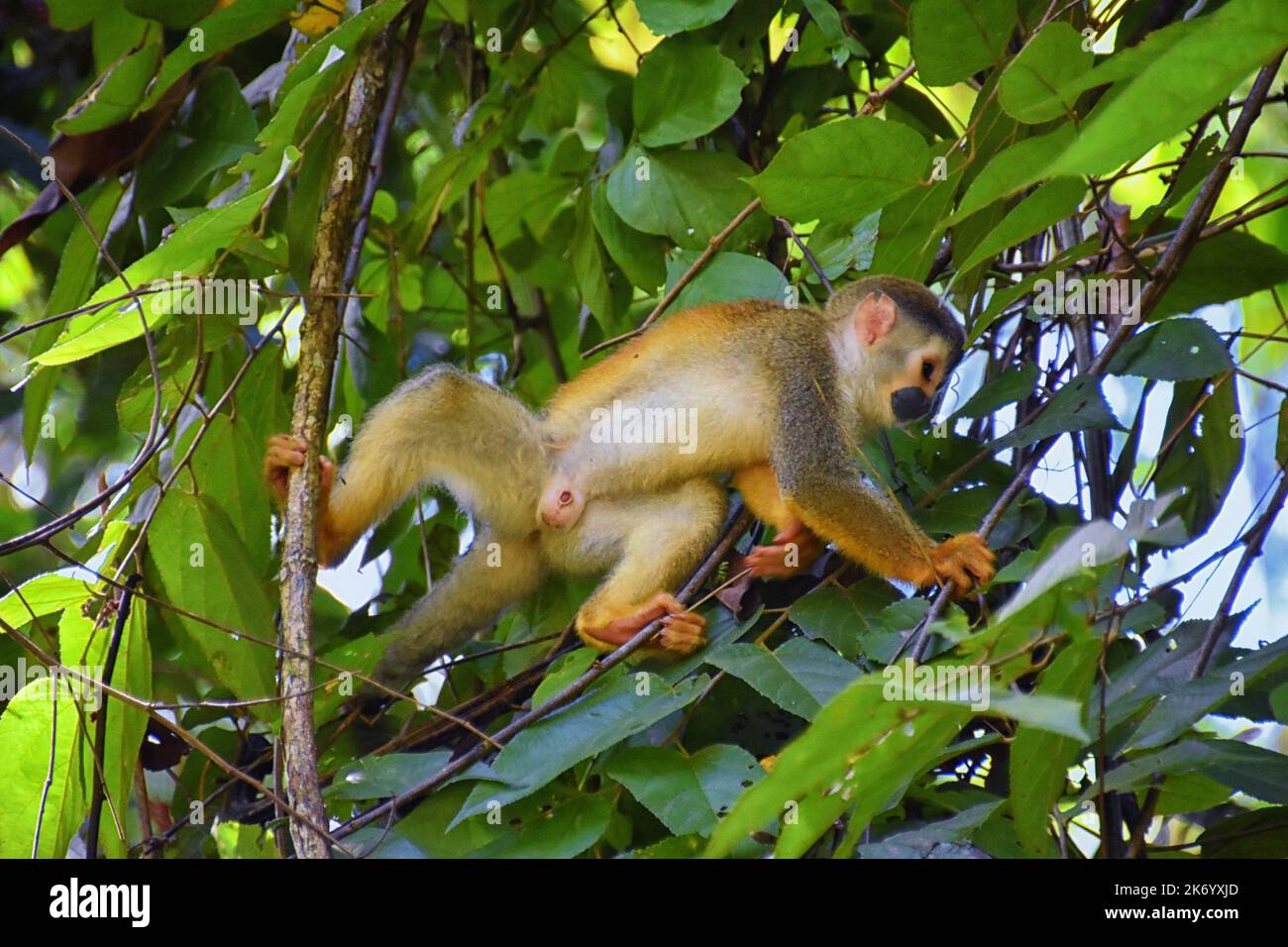 Spider Monkey, Ateles Geoffroi, mother and baby endangered, in tropical ...