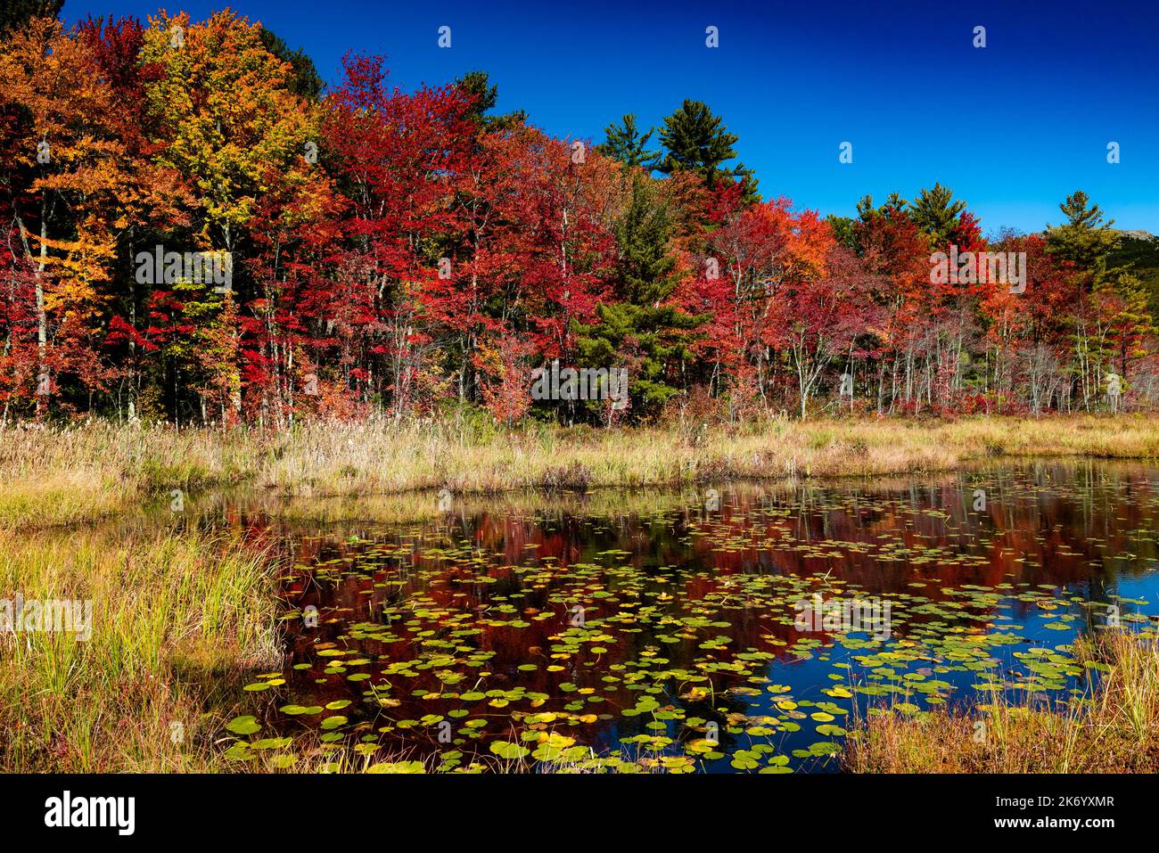 Fall colors over a marsh pond in New Hampshire Stock Photo - Alamy