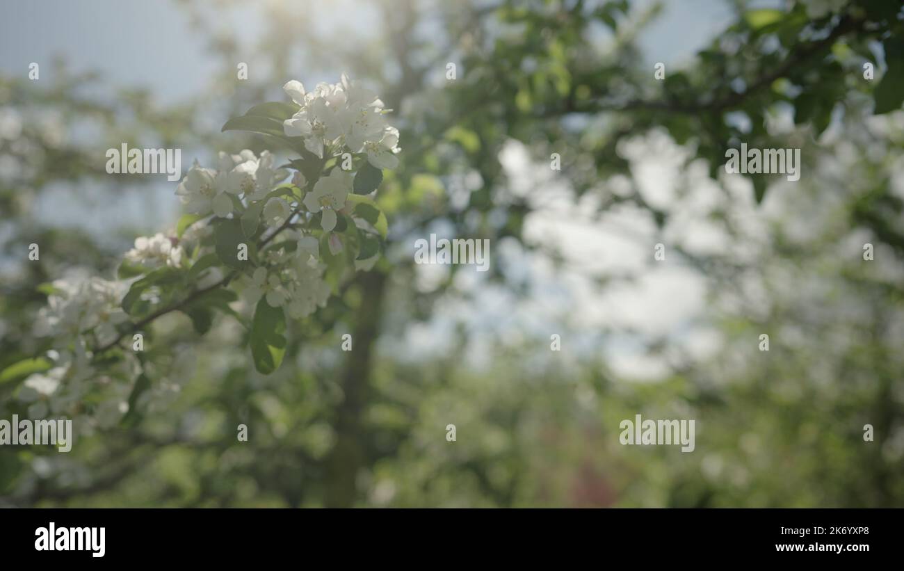 Slow motion gimbal shot of white apple tree blossom in late sprink or ...