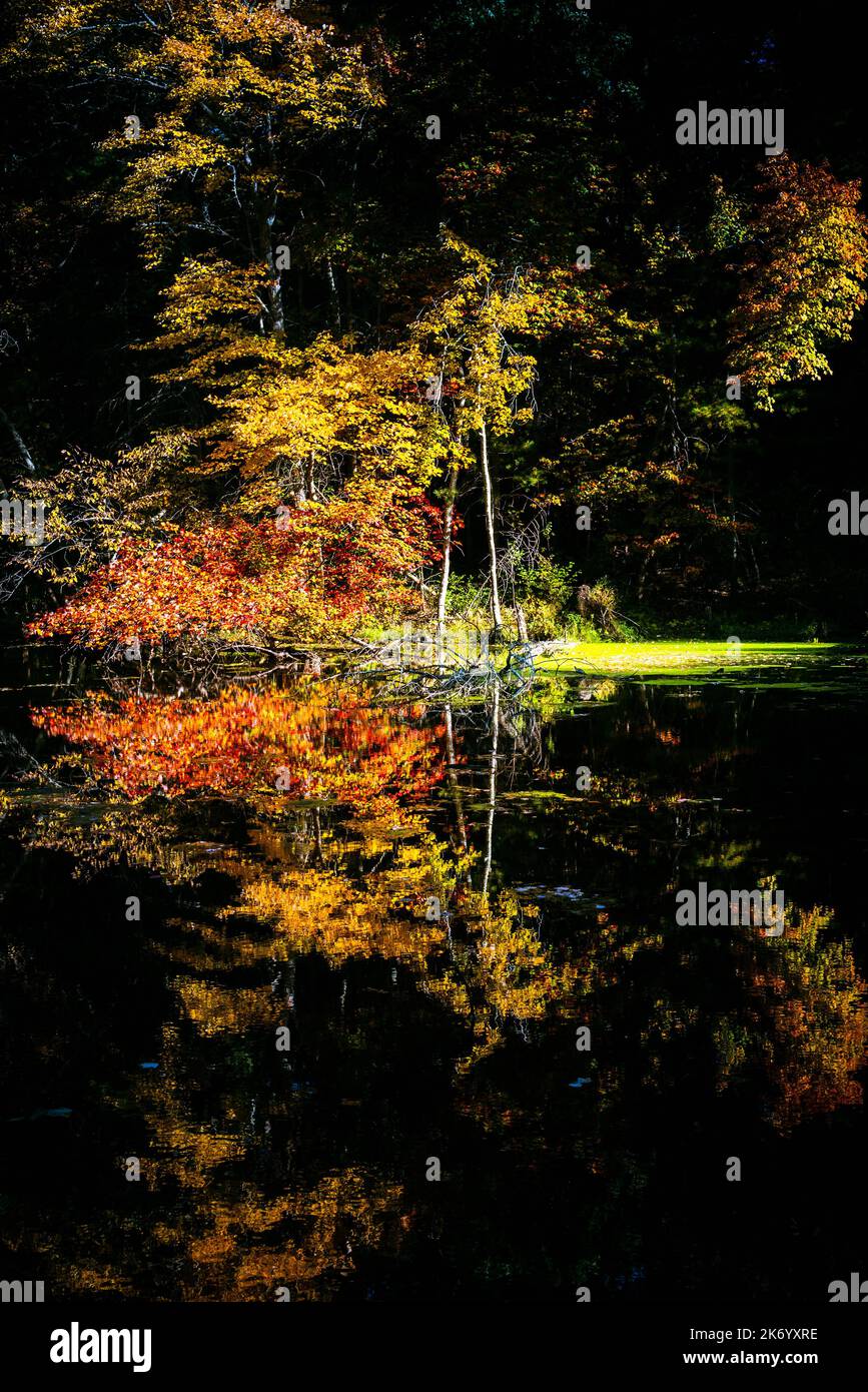 Fall foliage colors reflection on a black pond Stock Photo - Alamy
