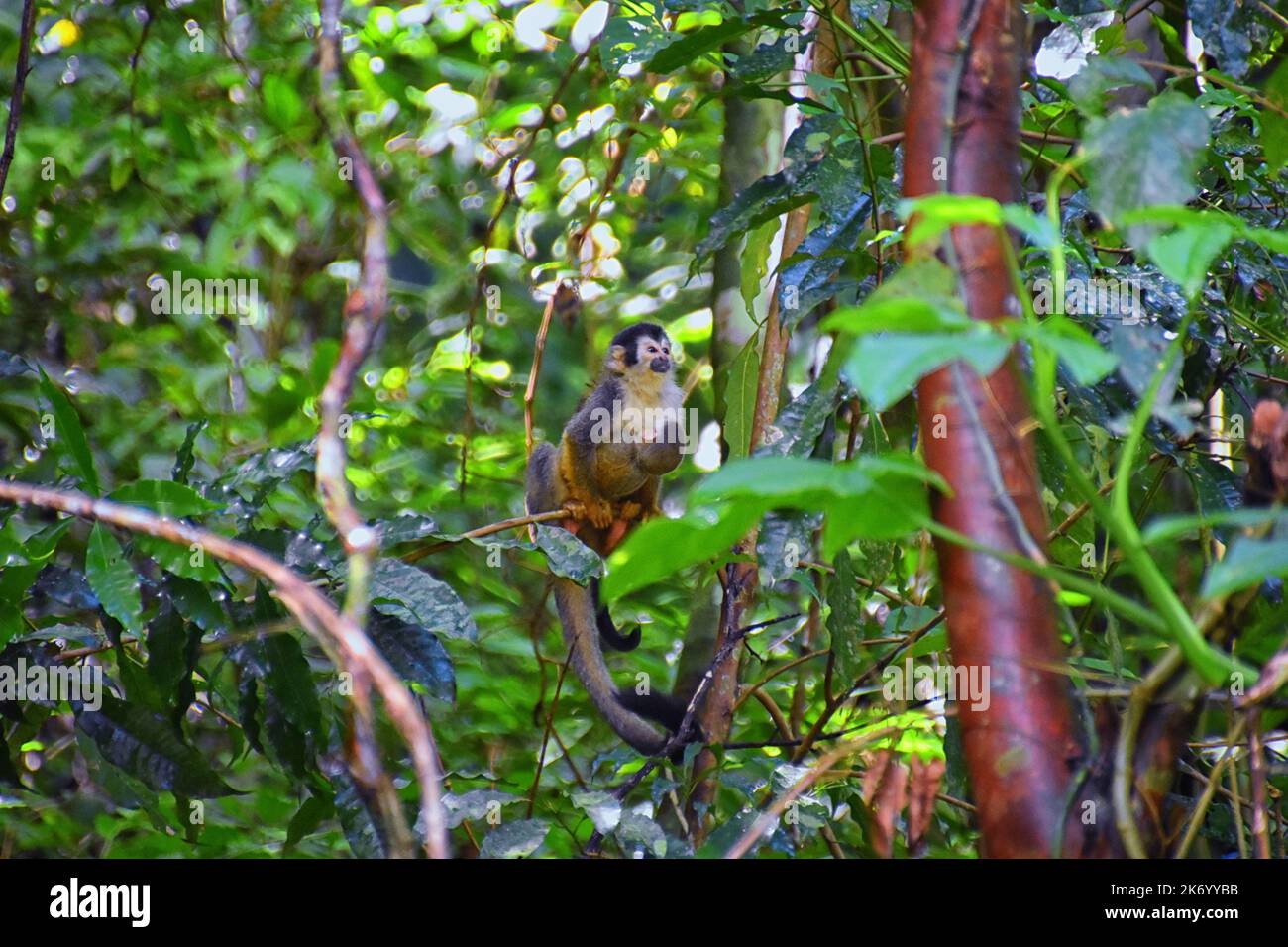 Spider Monkey, Ateles Geoffroi, mother and baby endangered, in tropical ...