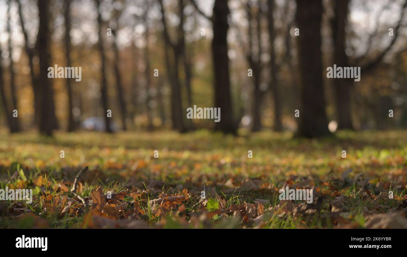 low angle background of park during autumn, wide photo Stock Photo - Alamy