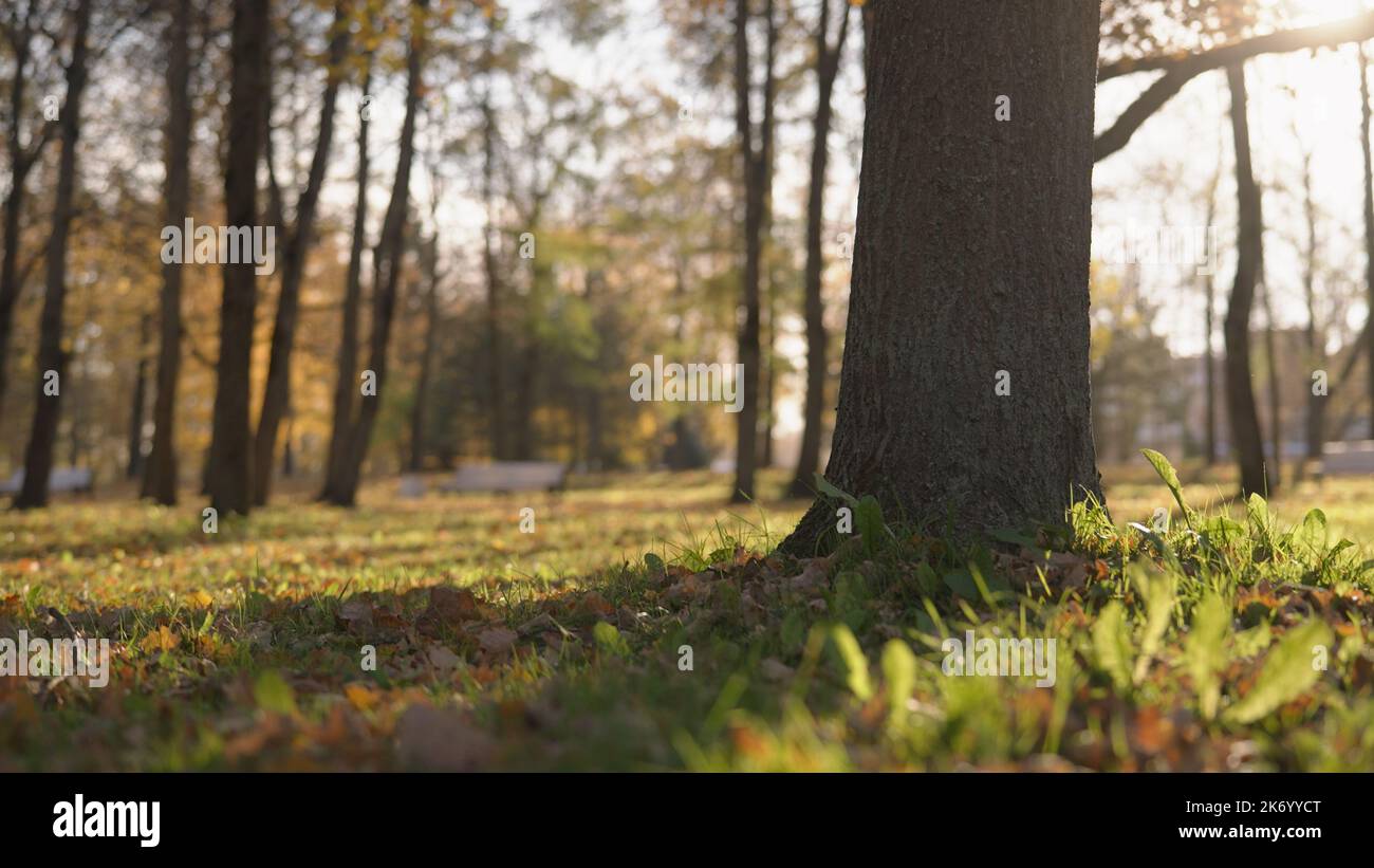 low angle background of park during autumn, wide photo Stock Photo - Alamy