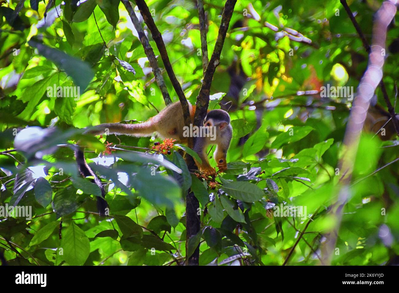 Spider Monkey, Ateles Geoffroi, mother and baby endangered, in tropical ...