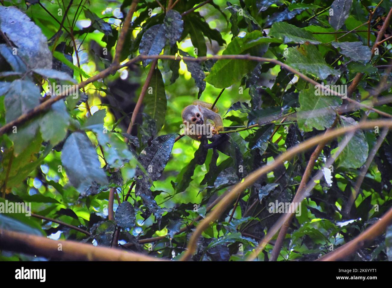 Spider Monkey, Ateles Geoffroi, mother and baby endangered, in tropical ...