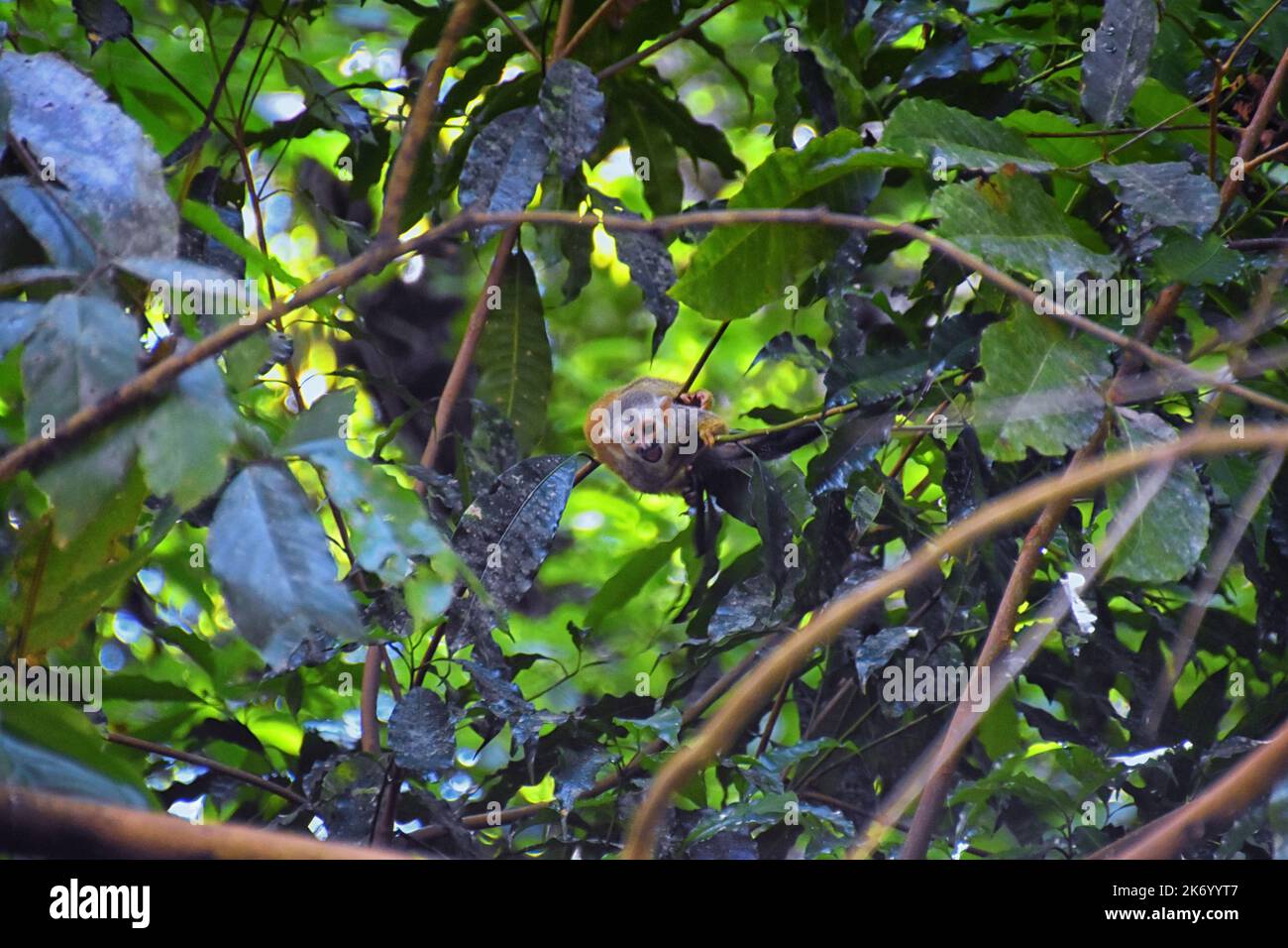Spider Monkey, Ateles Geoffroi, mother and baby endangered, in tropical ...
