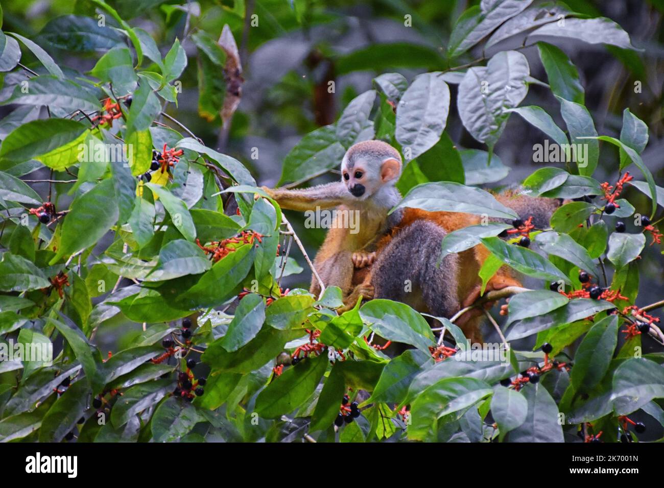Spider Monkey, Ateles Geoffroi, mother and baby endangered, in tropical ...