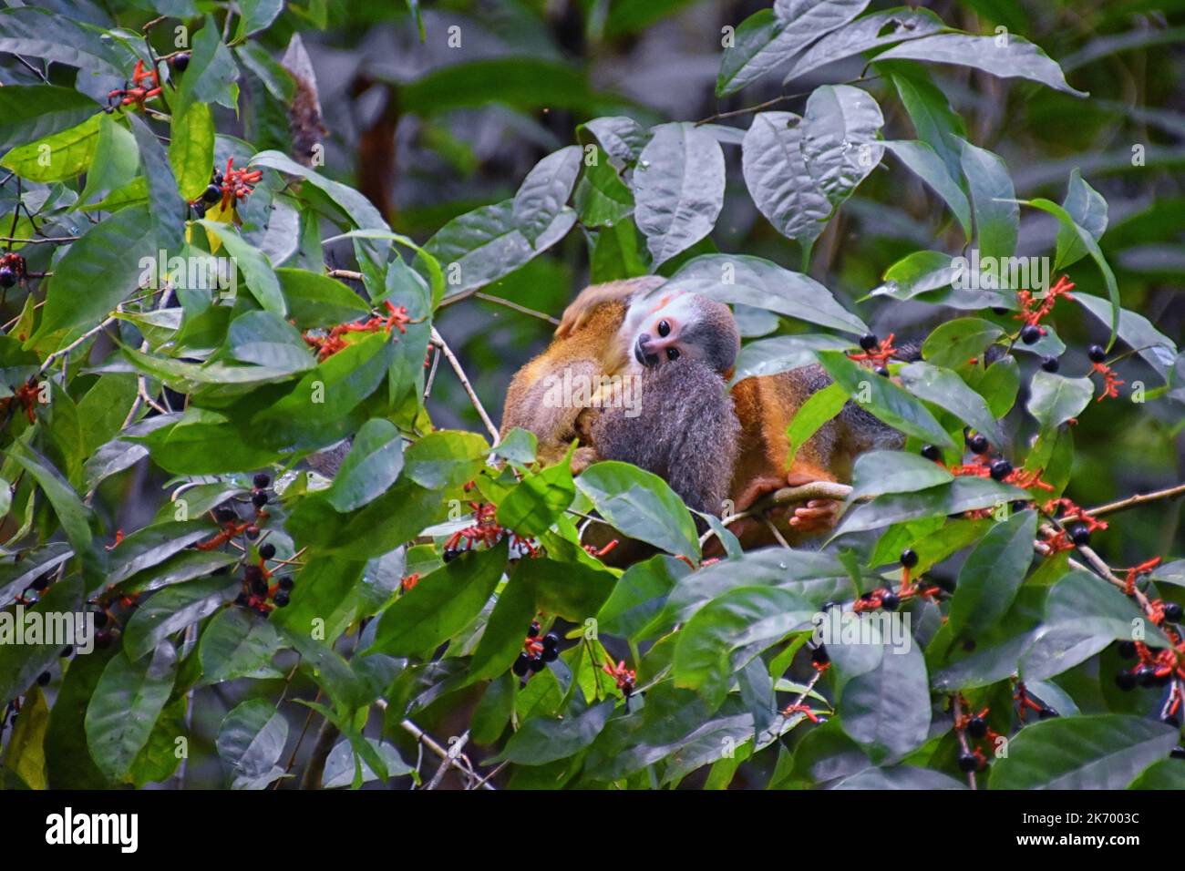 Spider Monkey, Ateles Geoffroi, mother and baby endangered, in tropical ...