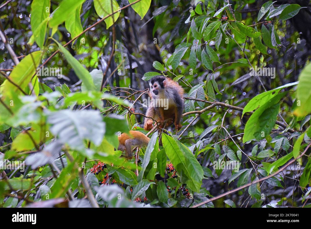 Spider Monkey, Ateles Geoffroi, mother and baby endangered, in tropical ...