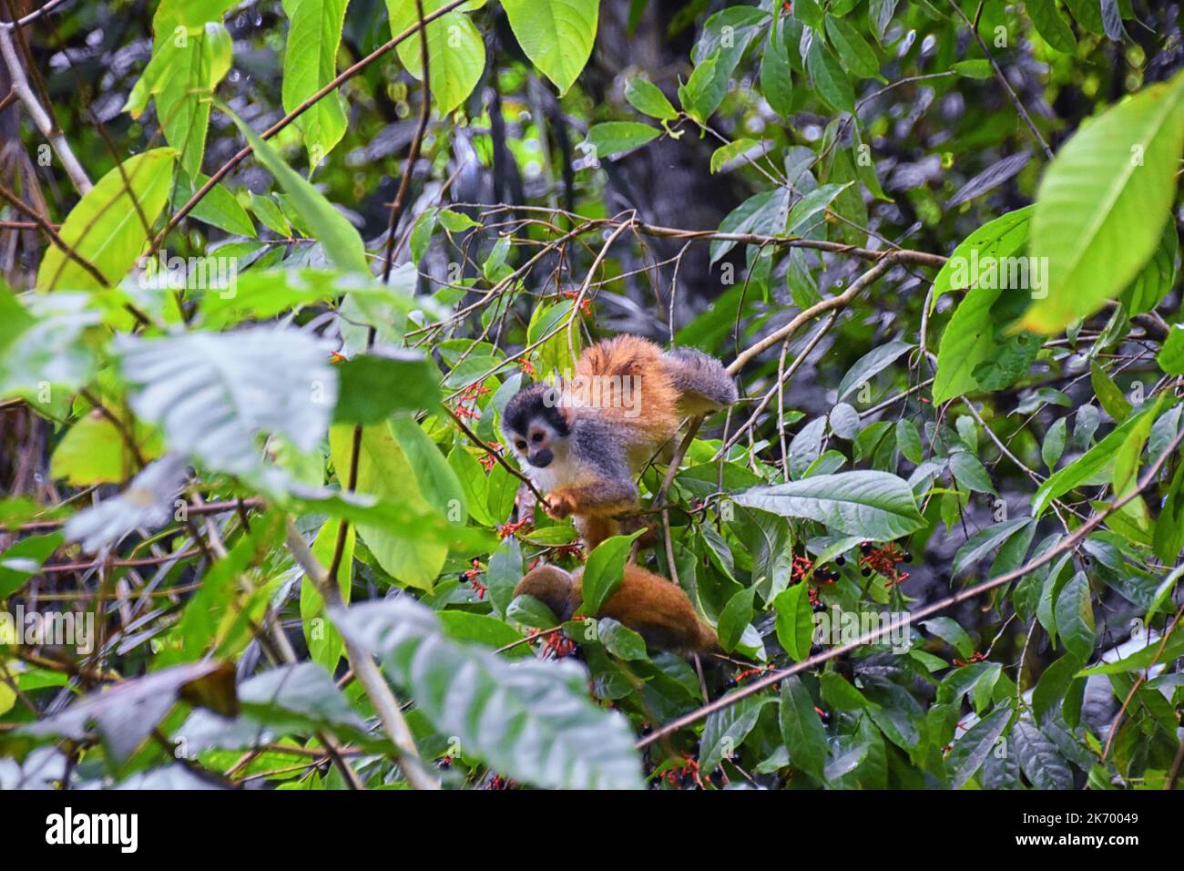Spider Monkey, Ateles Geoffroi, mother and baby endangered, in tropical ...