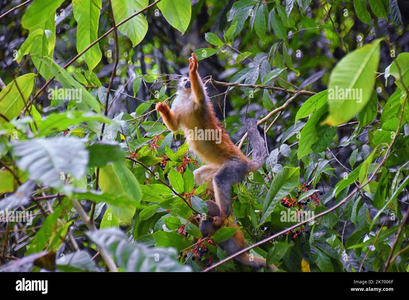 Spider Monkey, Ateles Geoffroi, mother and baby endangered, in tropical ...