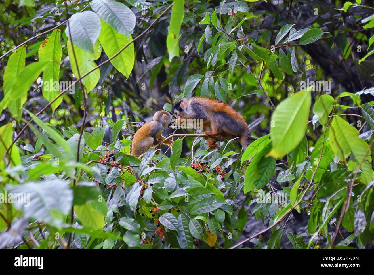 Spider Monkey, Ateles Geoffroi, mother and baby endangered, in tropical ...