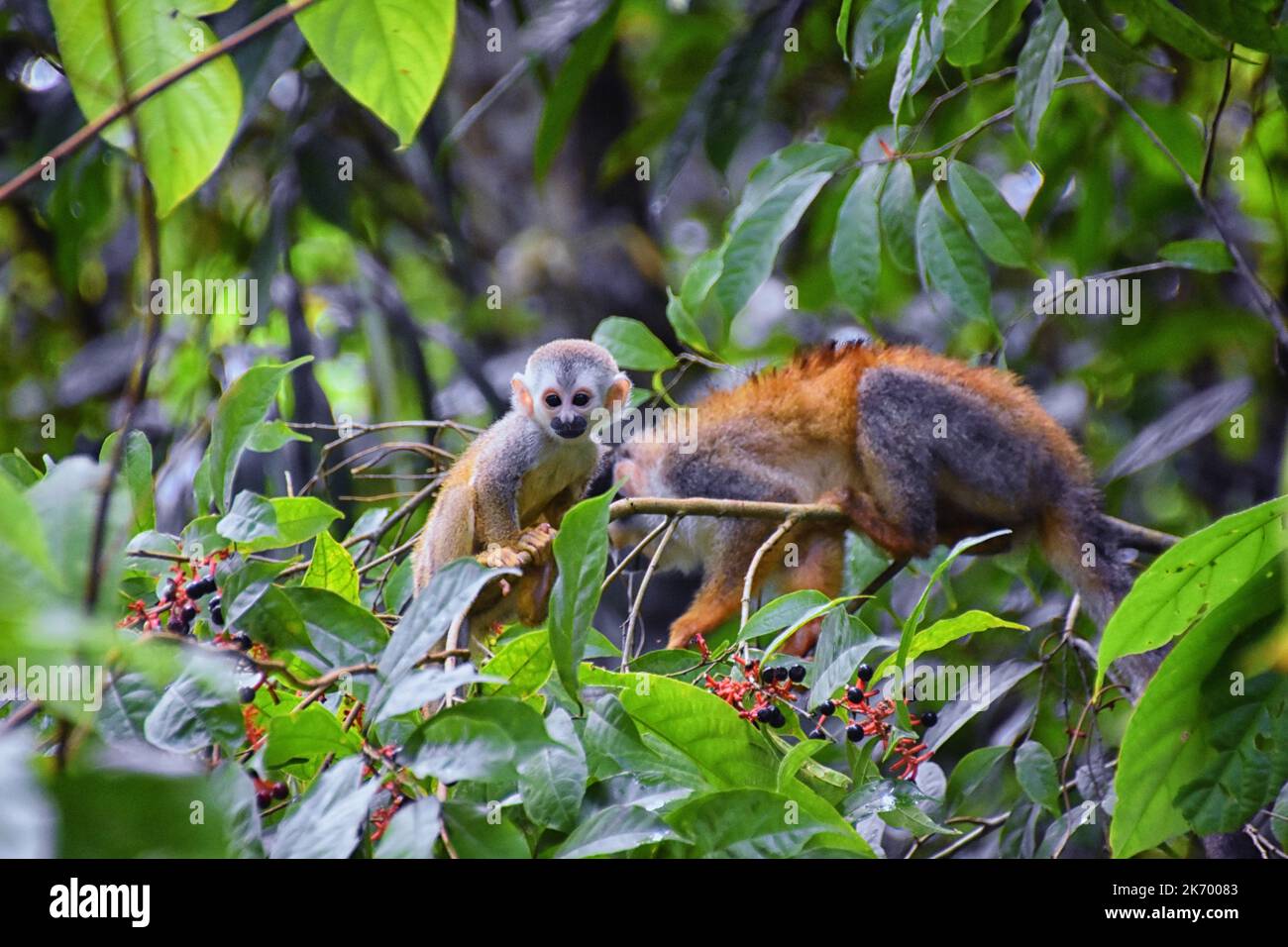 Spider Monkey, Ateles Geoffroi, mother and baby endangered, in tropical ...