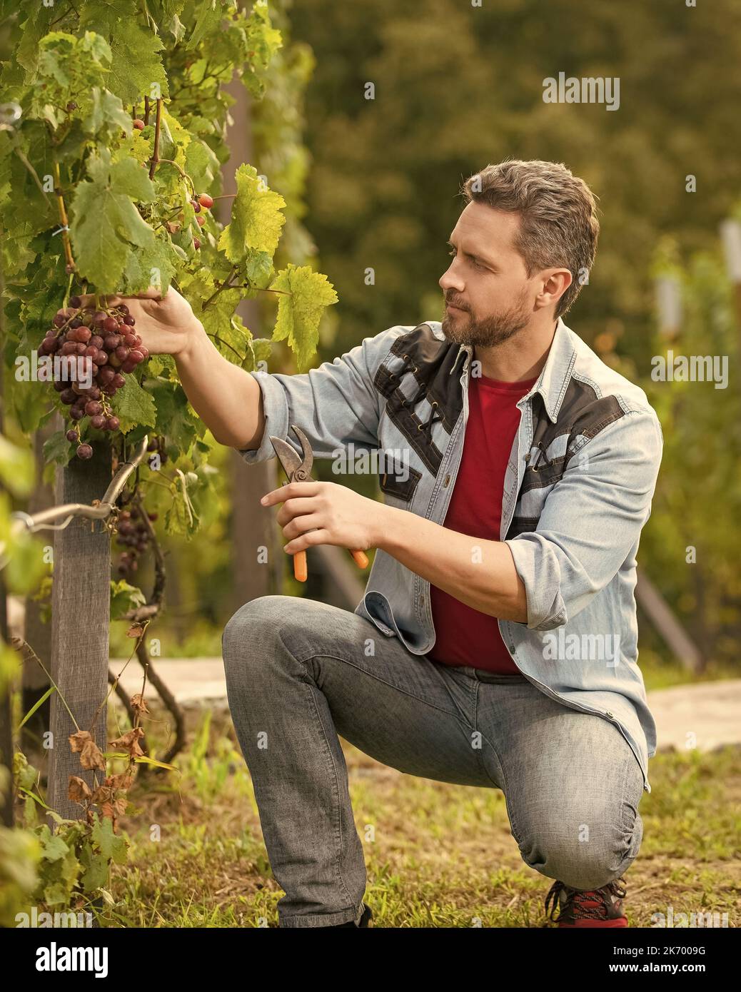 Grapes scissors hi-res stock photography and images - Alamy