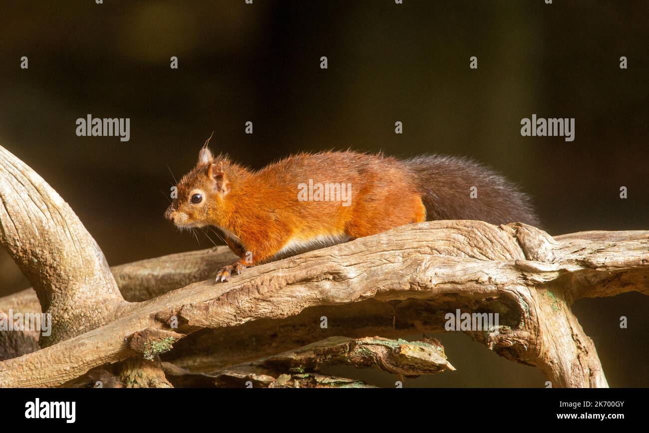 red squirrel running around looking for nuts to eat taken on brownsea ...