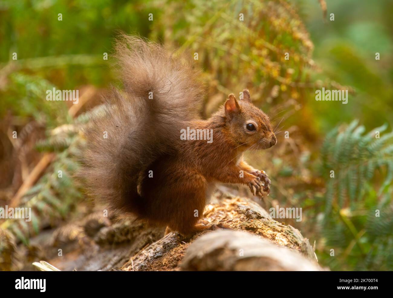 red squirrel running around looking for nuts to eat taken on brownsea ...