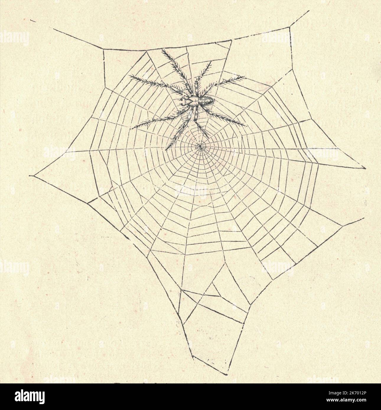 Antique illustration of the European garden spider and spider web ...