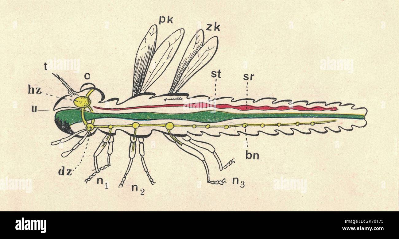 Vintage illustration of the insect. Antique picture of the insect ...
