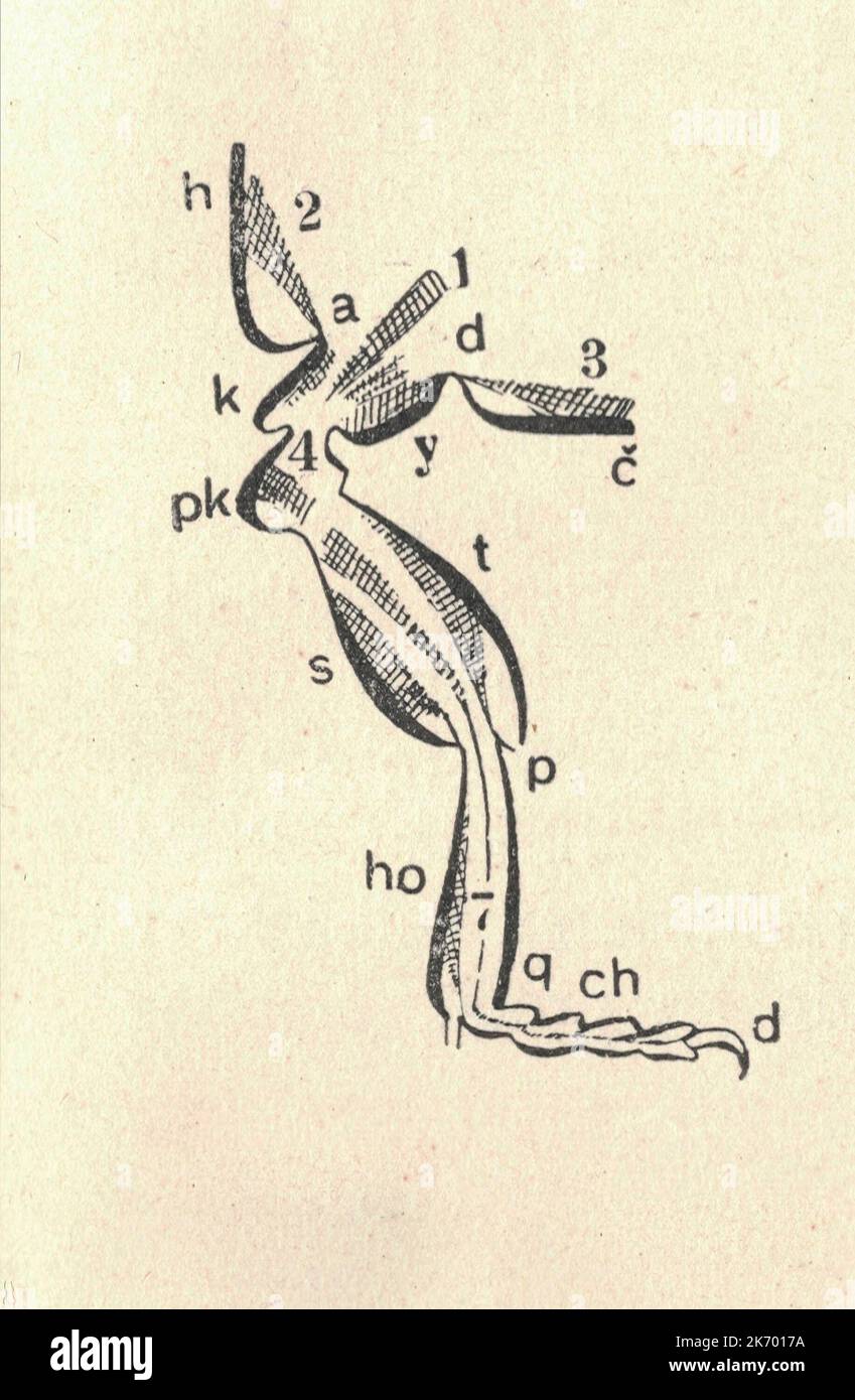 Vintage illustration of the insect leg. Antique picture of the insect ...