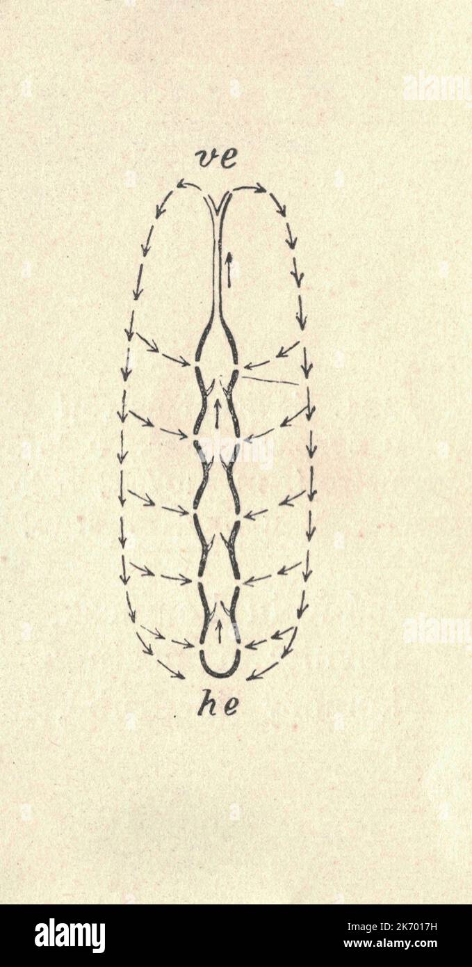 Vintage illustration of the insect blood circulation. Antique picture ...
