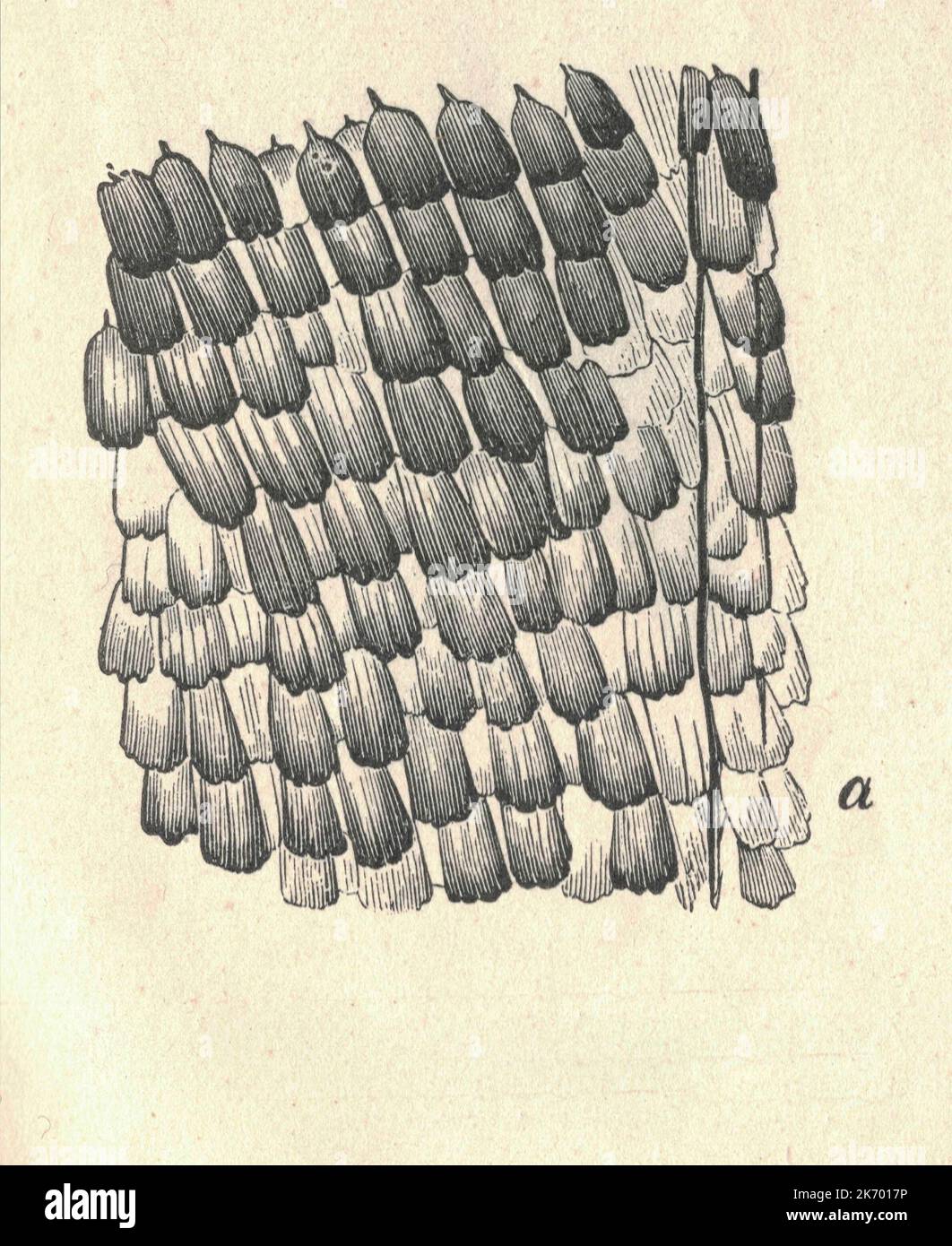 Vintage illustration of the butterfly wing, strongly enlarged. Antique ...