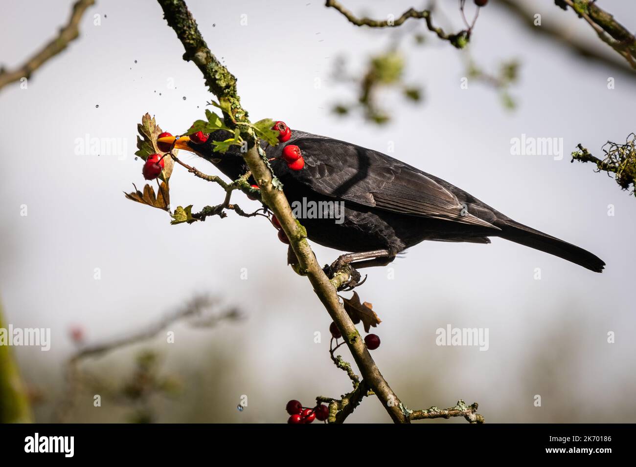 Wildlife and nature in the Scottish borders and Highlands Stock Photo ...