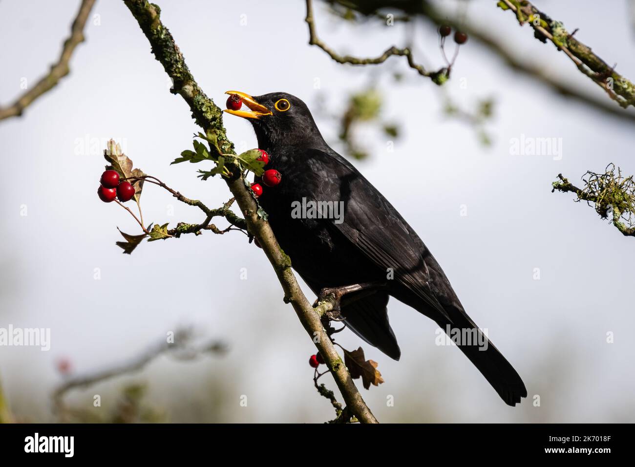 Wildlife and nature in the Scottish borders and Highlands Stock Photo ...
