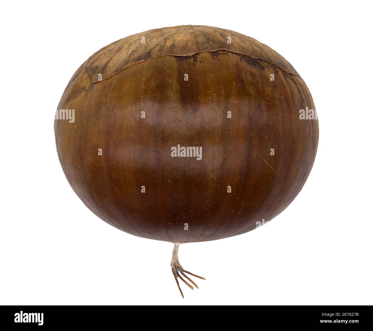 Single brown raw chestnut (Castanea) with visible tail from top on ...