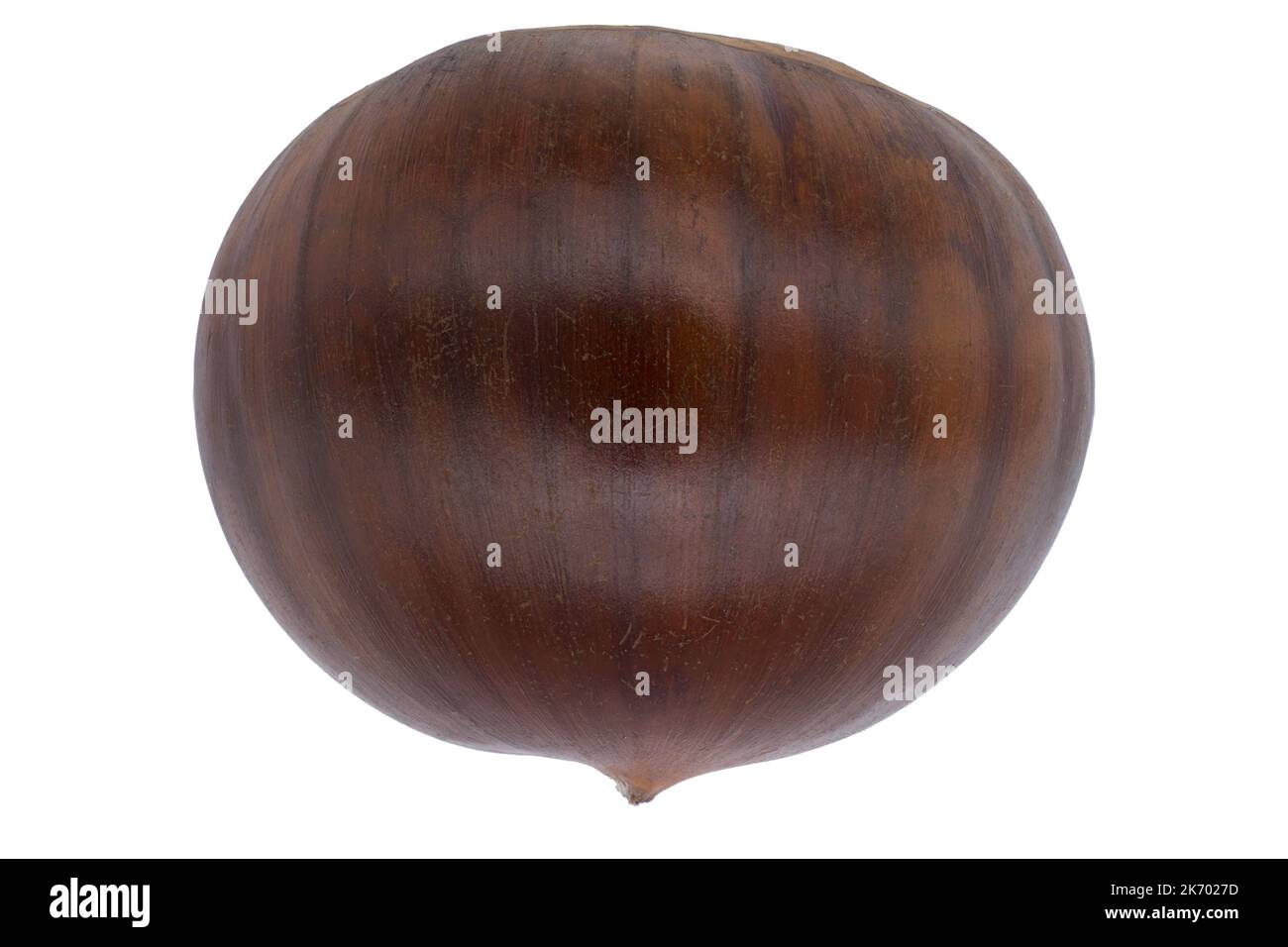 Single brown raw chestnut (Castanea) from top on isolated white ...