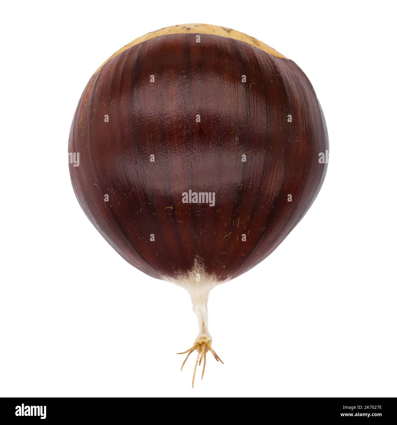 Single brown raw chestnut (Castanea) with visible tail from top on ...