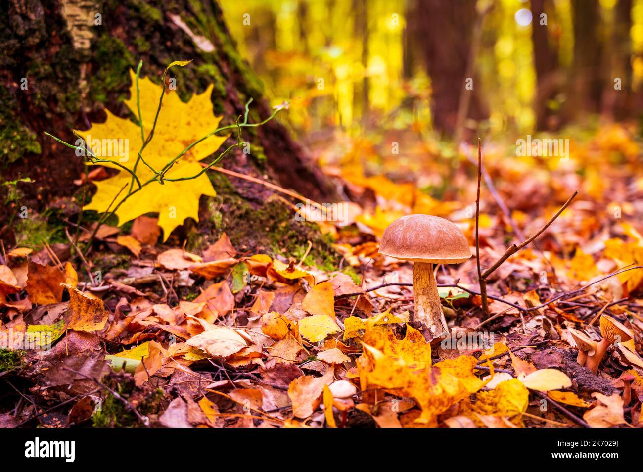 Colors of autumn and mashroom Stock Photo - Alamy