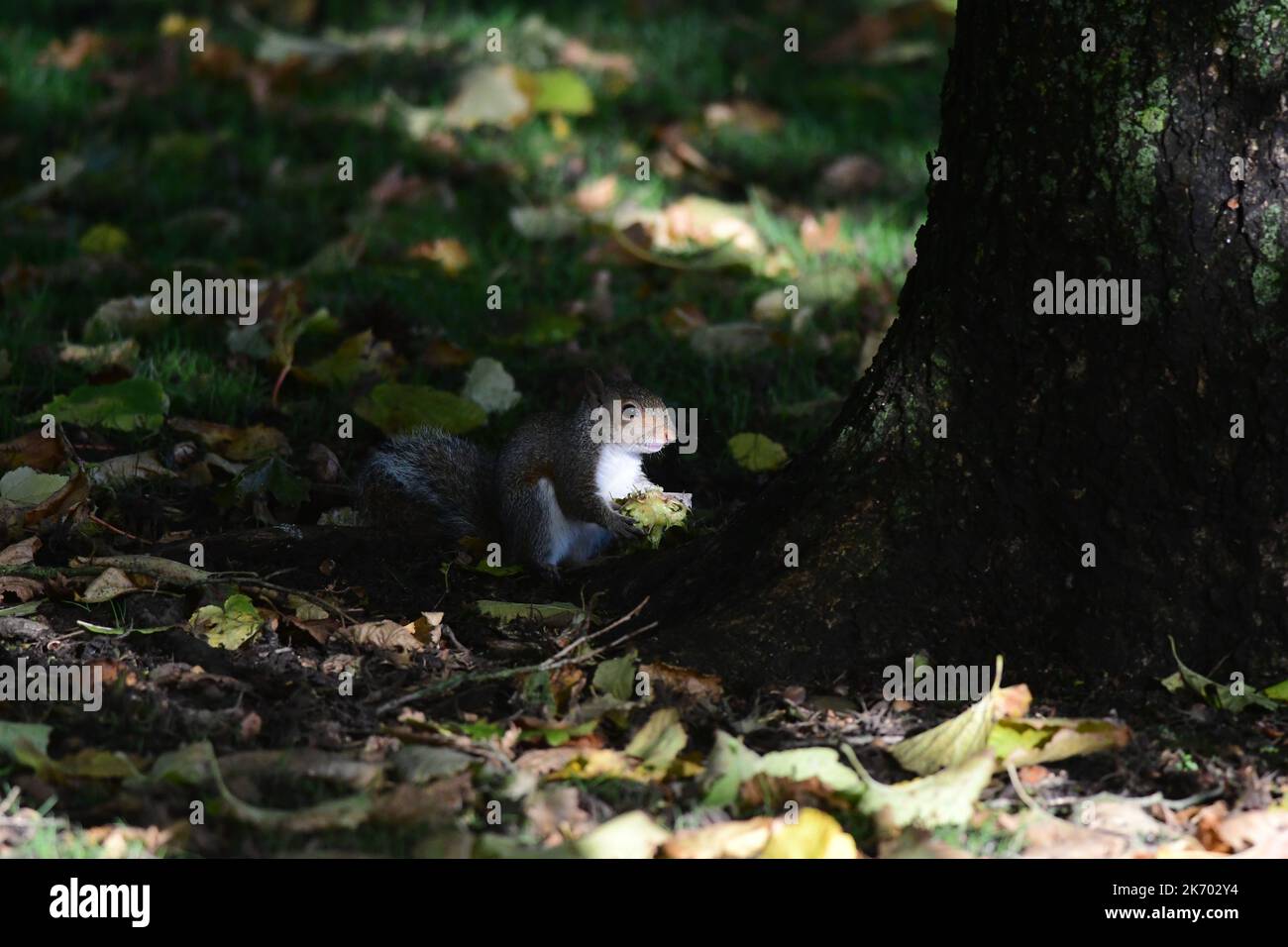 Grey Squirrel Sciurus carolinensis in Scottish woodland Stock Photo - Alamy