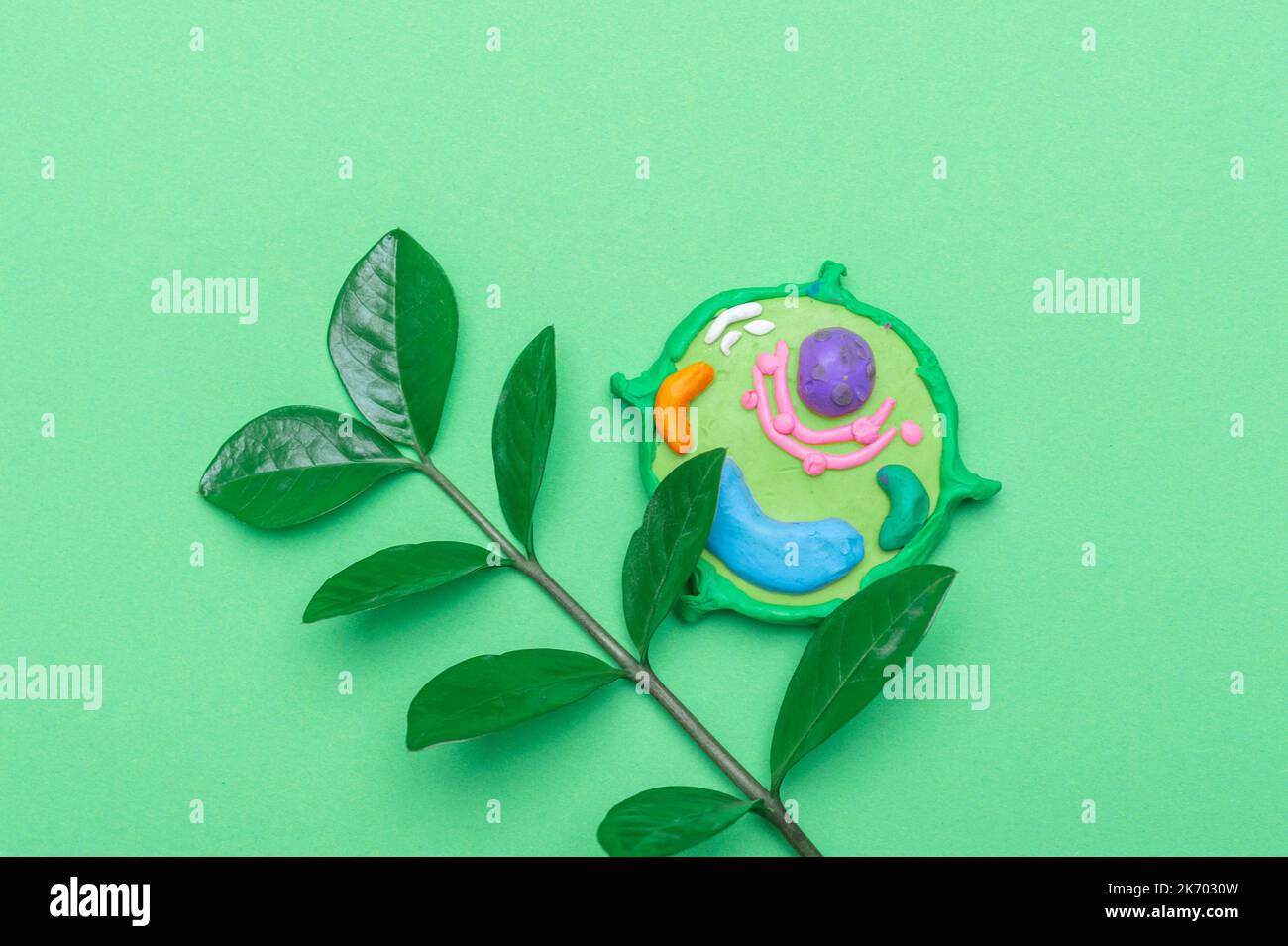 Model of plant cell on green background. Green world and education ...