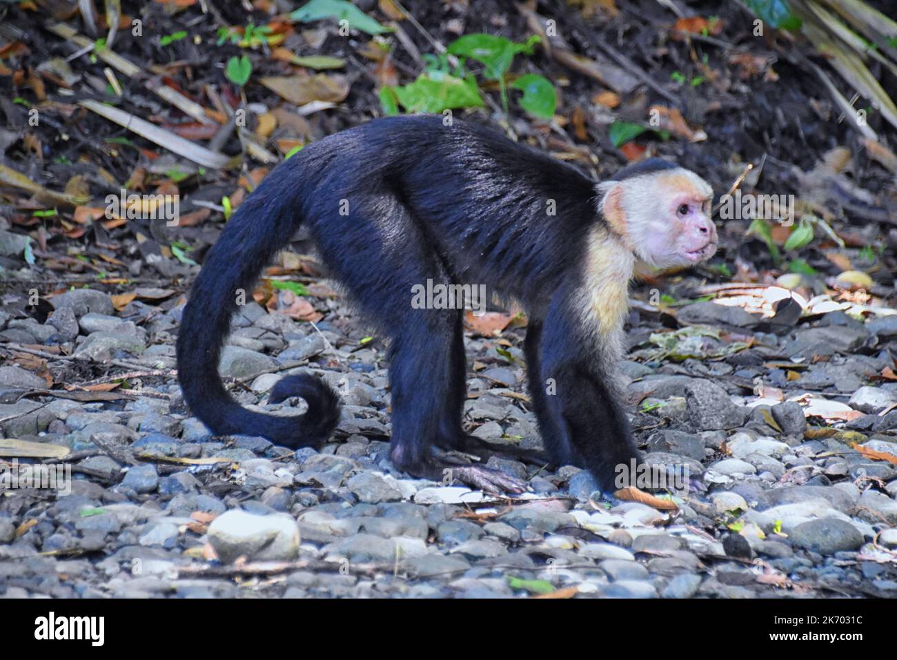 Black White faced monkey in tropical forest. White-faced capuchin ...