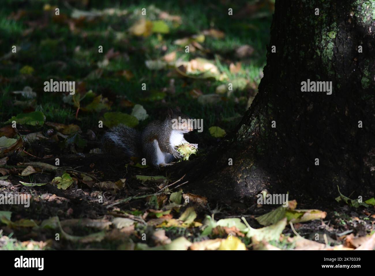 Scampering grey squirrels hi-res stock photography and images - Alamy