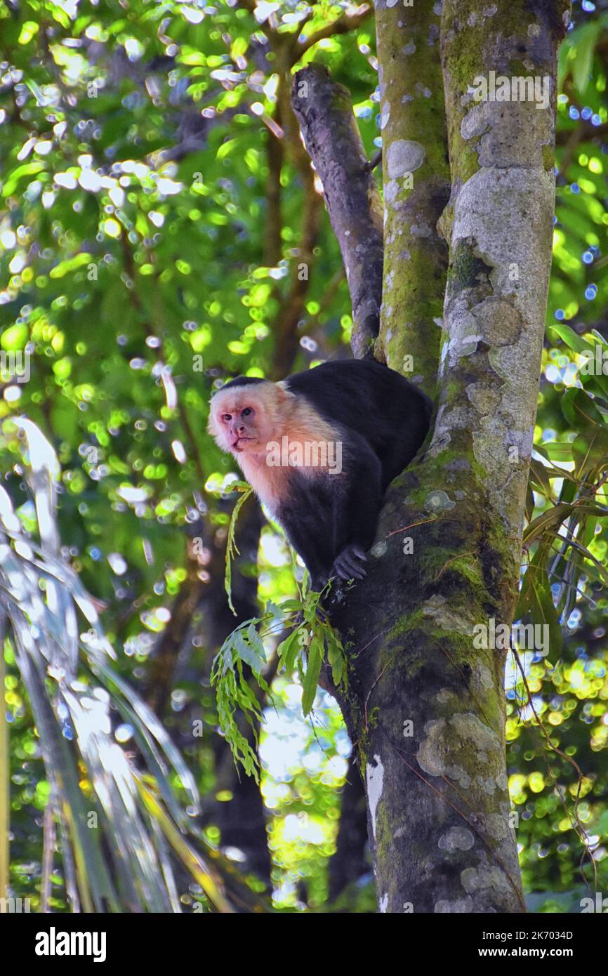 Black White faced monkey in tropical forest. White-faced capuchin ...