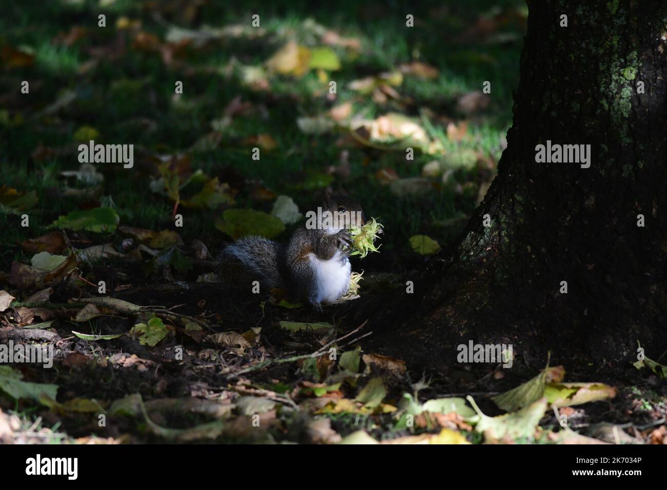 Squirrels scampering in leaves hi-res stock photography and images - Alamy